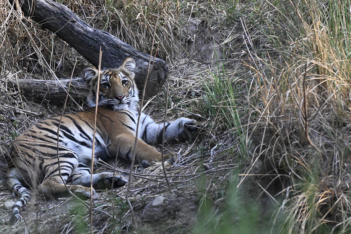 Corbett Tiger Reserve – Beyond Tigers | Adventure Trips / Tours